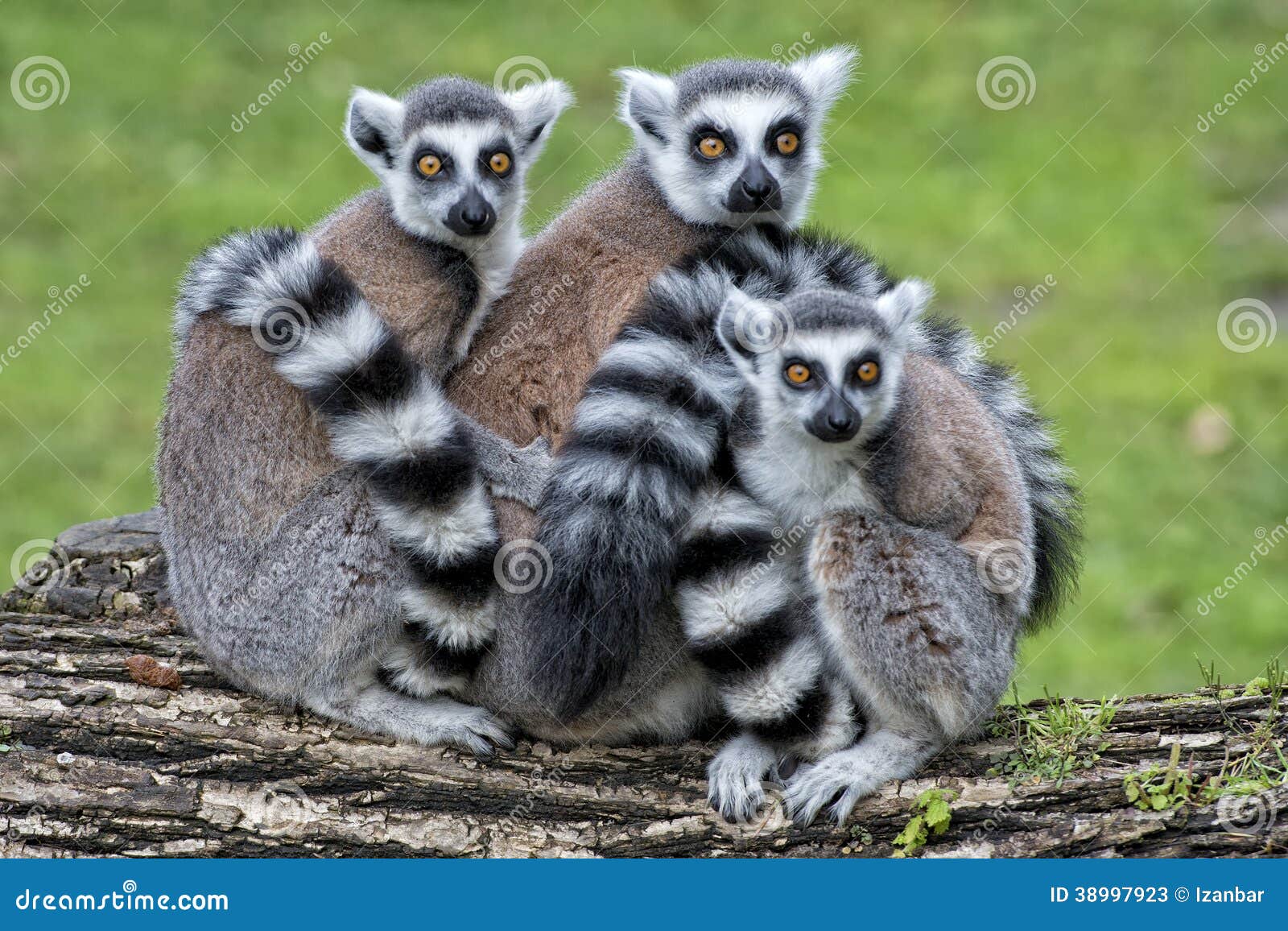 Lemur Monkey Stock Photography | CartoonDealer.com #10376150