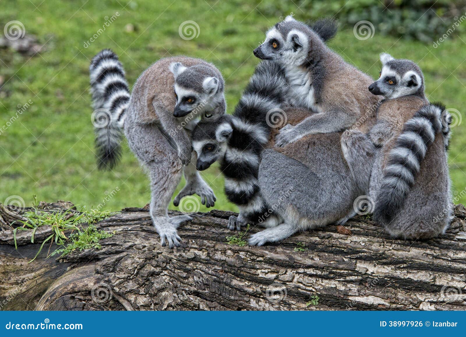 Lemur monkey stock photo. Image of beautiful, outdoors - 38997926