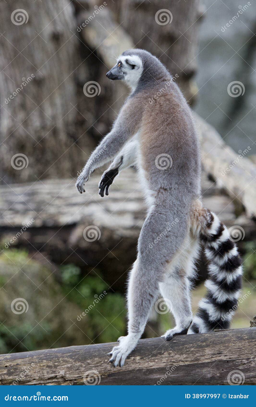 Lemur monkey stock image. Image of lemur, pattern, blackandwhite - 38997997