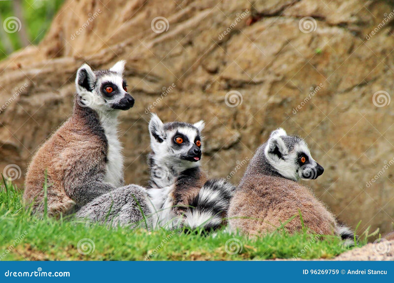 Lemur monkey stock image. Image of tailed, white, standing - 96269759