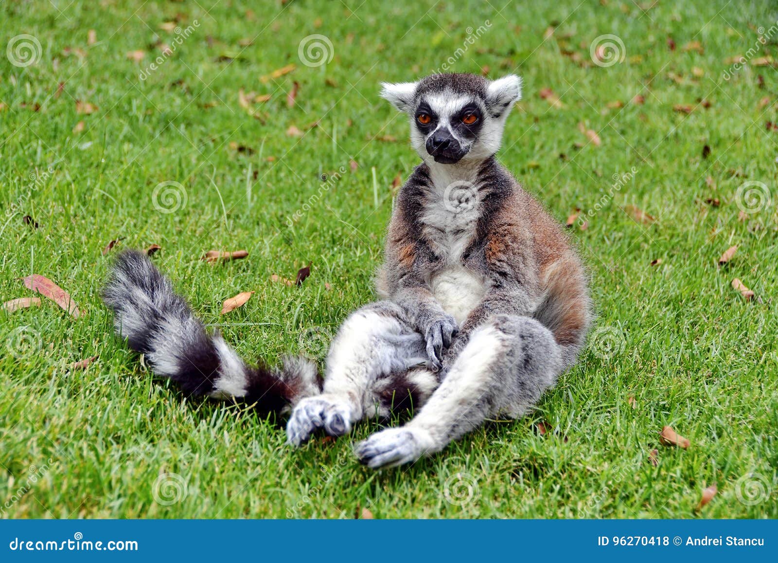 Lemur Monkey Stock Photography | CartoonDealer.com #10376150