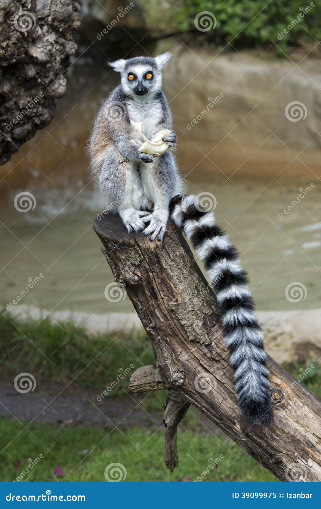 Lemur Monkey while Jeating an Apple Stock Image - Image of madagascar ...