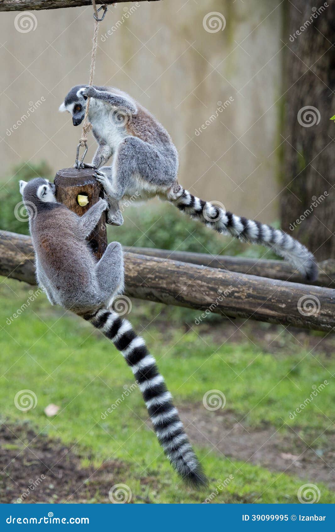 Lemur monkey while jumping stock image. Image of furry - 39099995