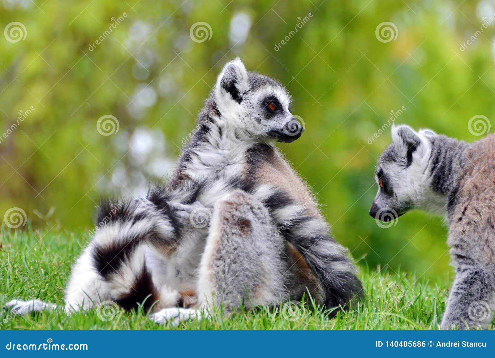 Lemur monkey stock photo. Image of lemur, beauty, monkey - 140405686
