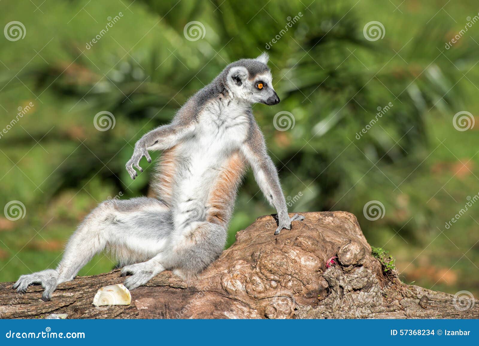 Lemur Monkey while Looking at You Stock Photo - Image of cute, black ...