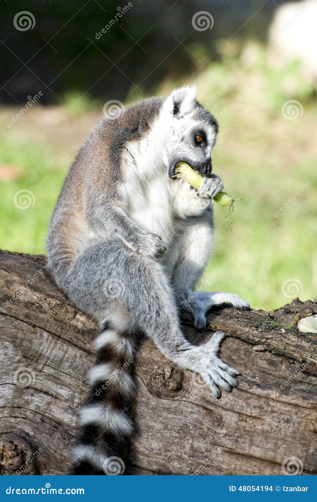 Lemur Monkey while Looking at You Stock Photo - Image of black, staring ...