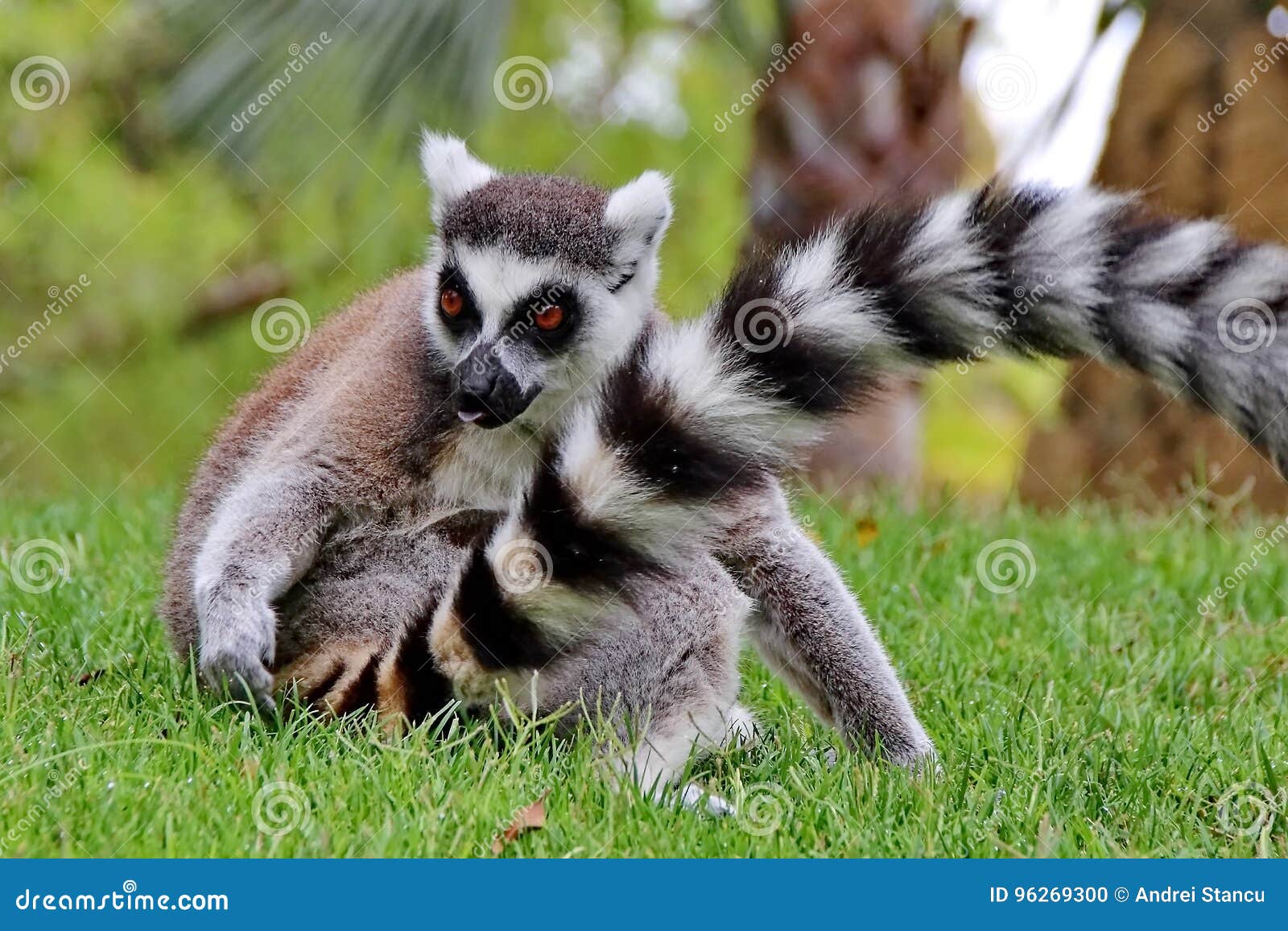 Lemur Monkey stock photo. Image of staring, posing, madagascar - 96269300
