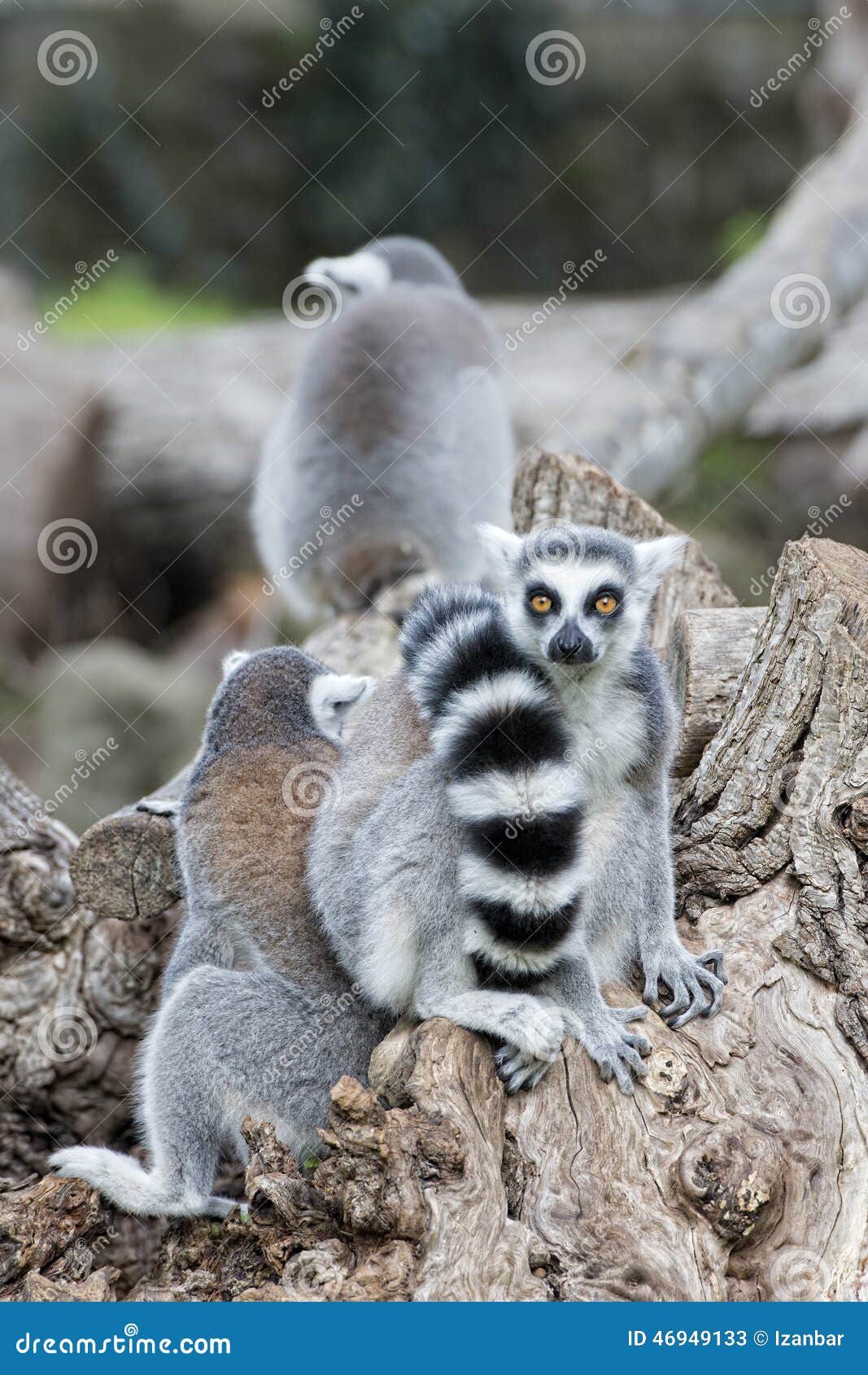 Lemur monkey on a tree stock image. Image of staring - 46949133