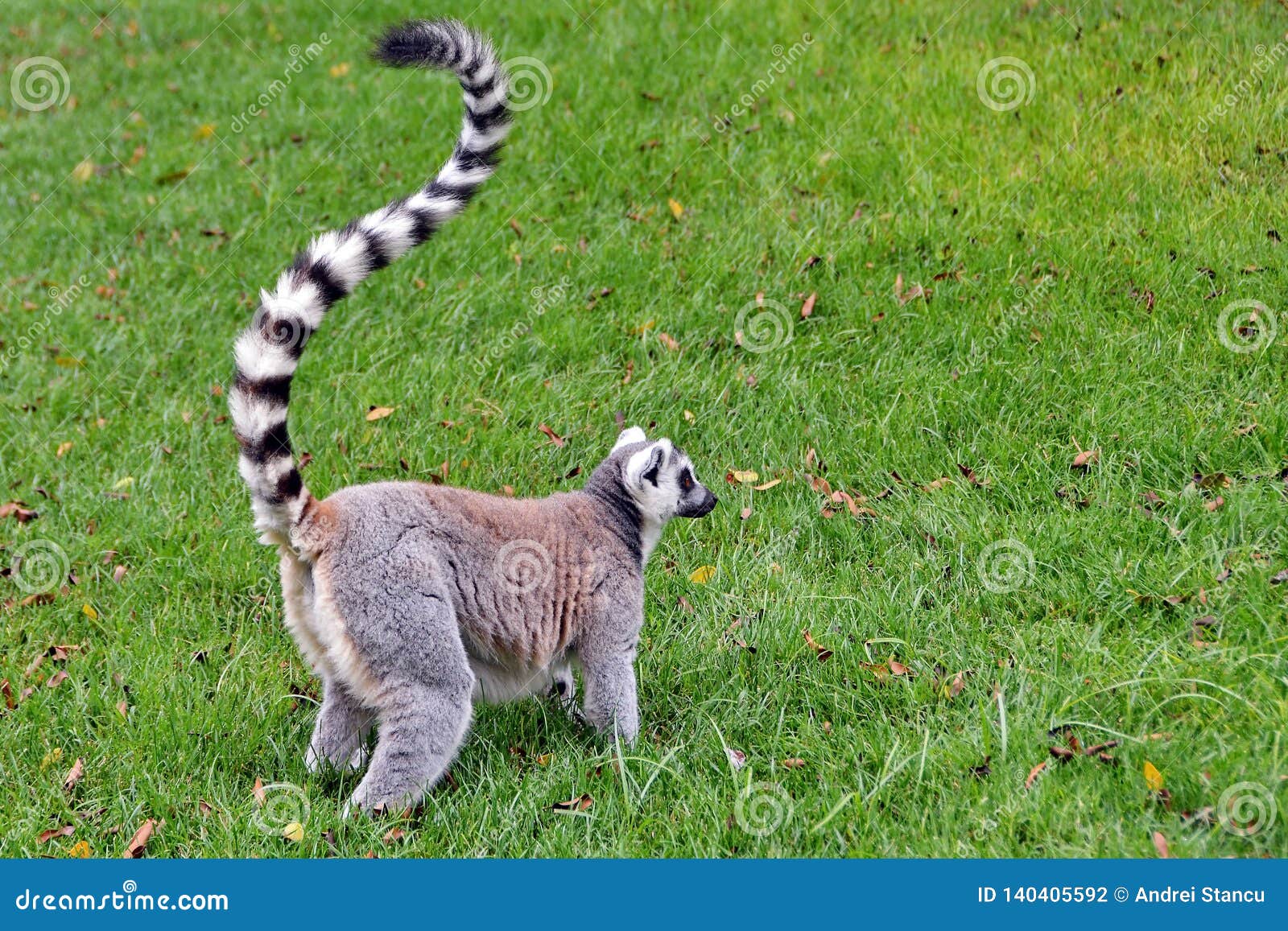 Lemur monkey stock photo. Image of lemur, animal, gray - 140405592