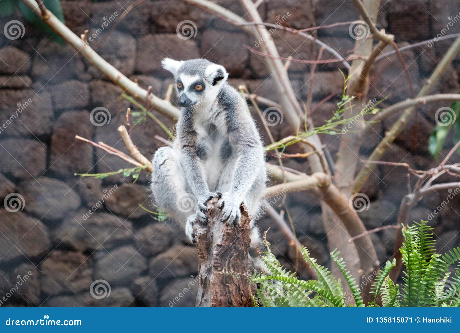 Red Eyed Monkey Tree Frog Stock Image | CartoonDealer.com #113760127