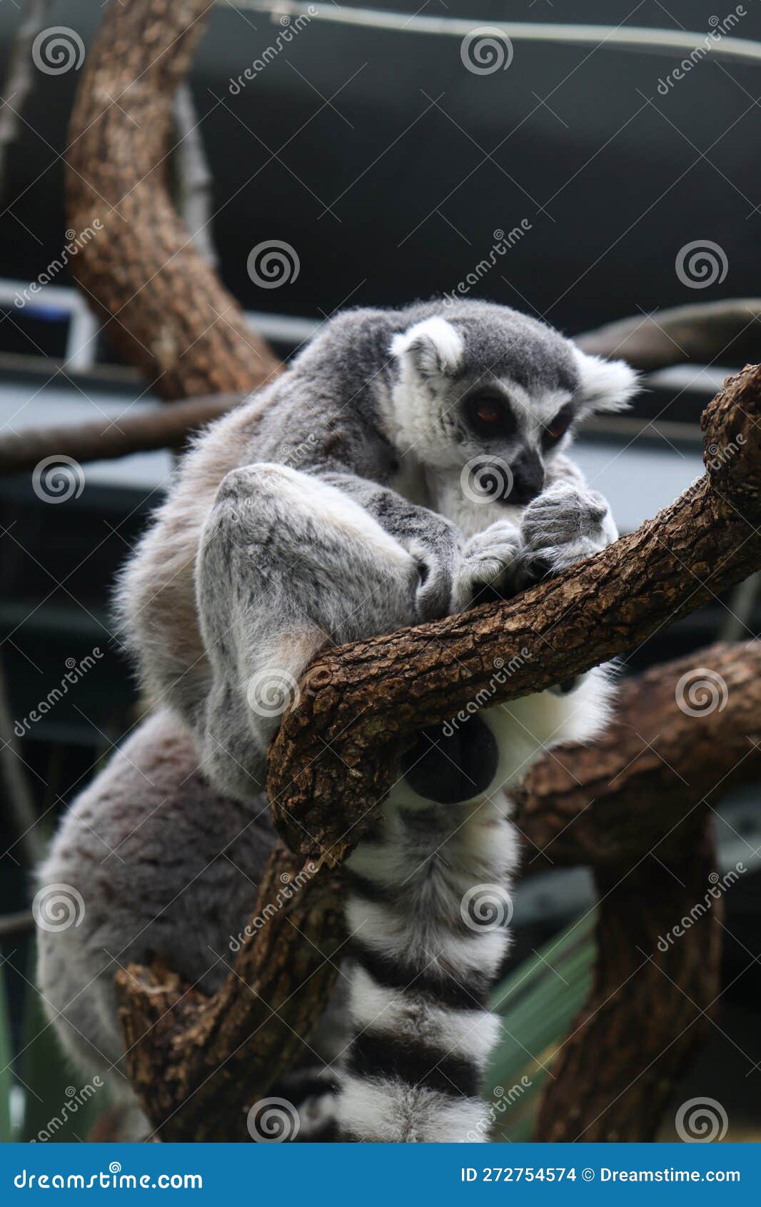 A Lemur, Native Animal of Madagascar, Sitting on the Branch of a Tree ...
