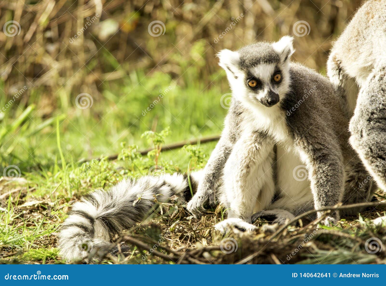 Lemur stock image. Image of lemures, lemuren, catta - 140642641