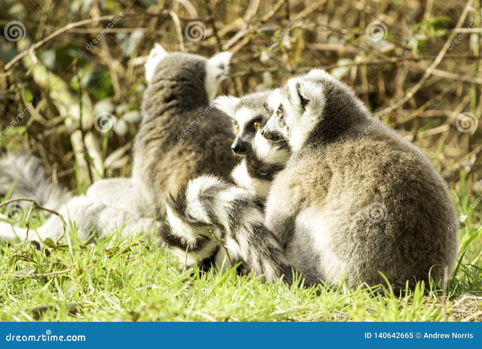 Lemur stock image. Image of madagaskar, park, africa - 140642665
