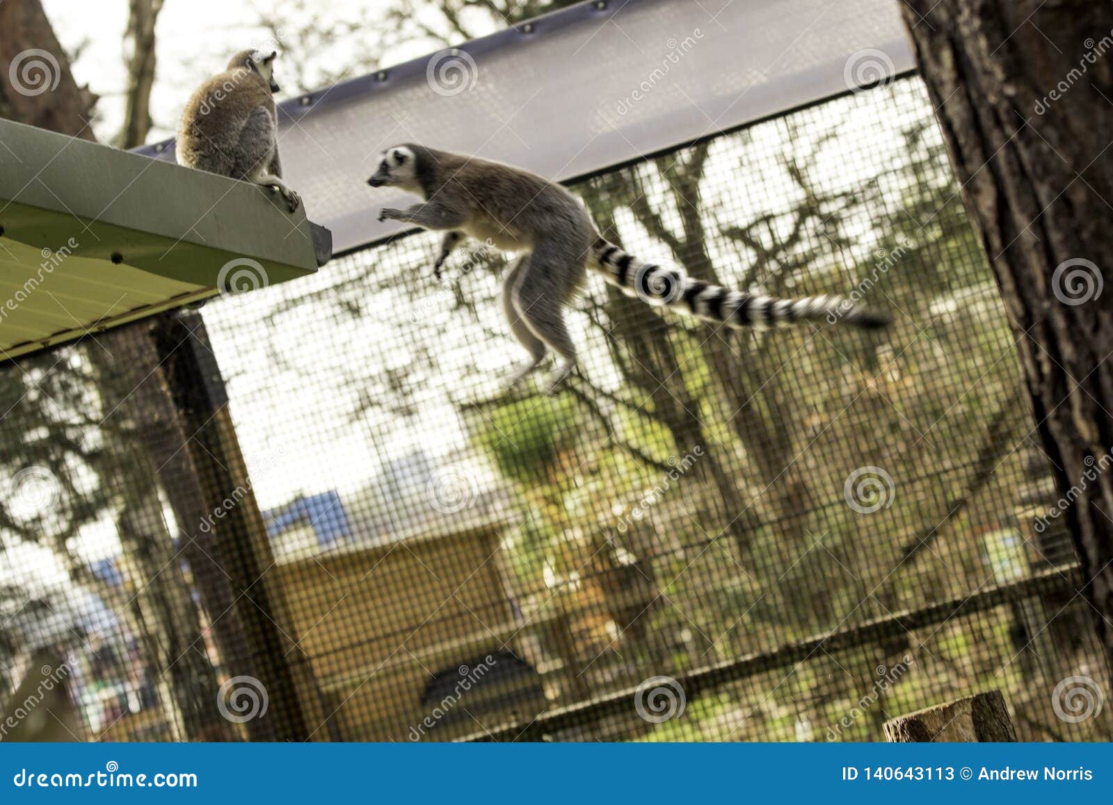Lemur stock image. Image of lemuridae, monkies, land - 140643113