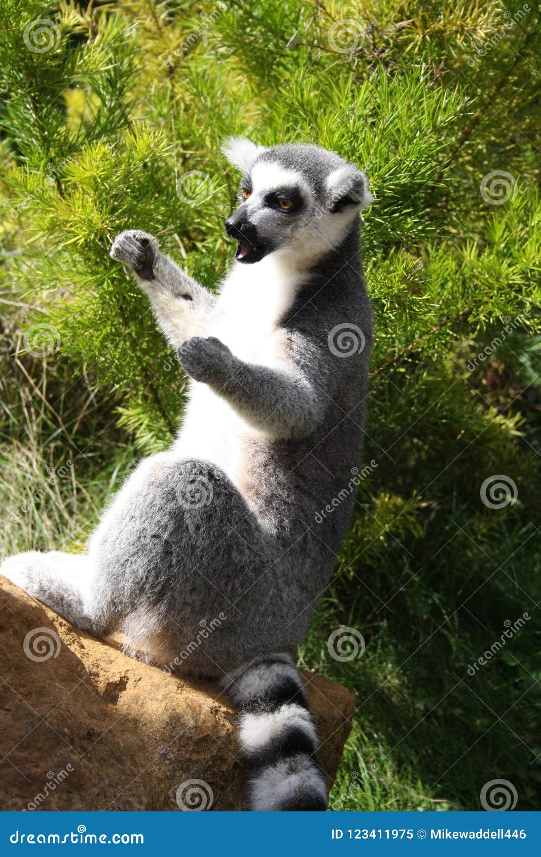 Clapping lemur stock image. Image of clap, wide, paws - 123411975