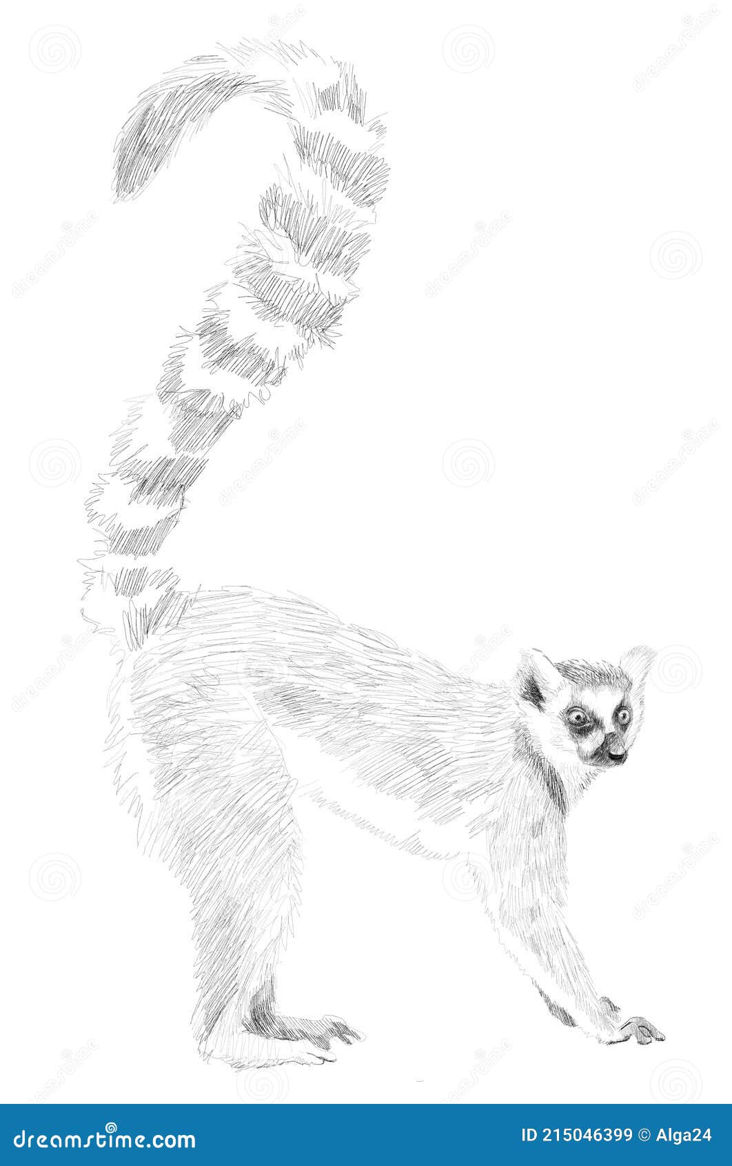 Lemur pencil sketch stock illustration. Illustration of outline - 215046399