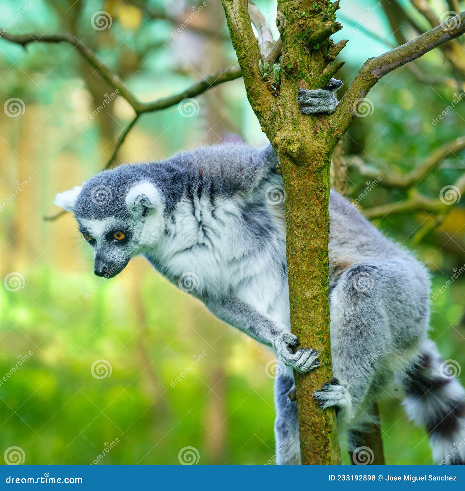 Lemur Perched on a Tree Branch Looking Down, Stock Photo - Image of ...