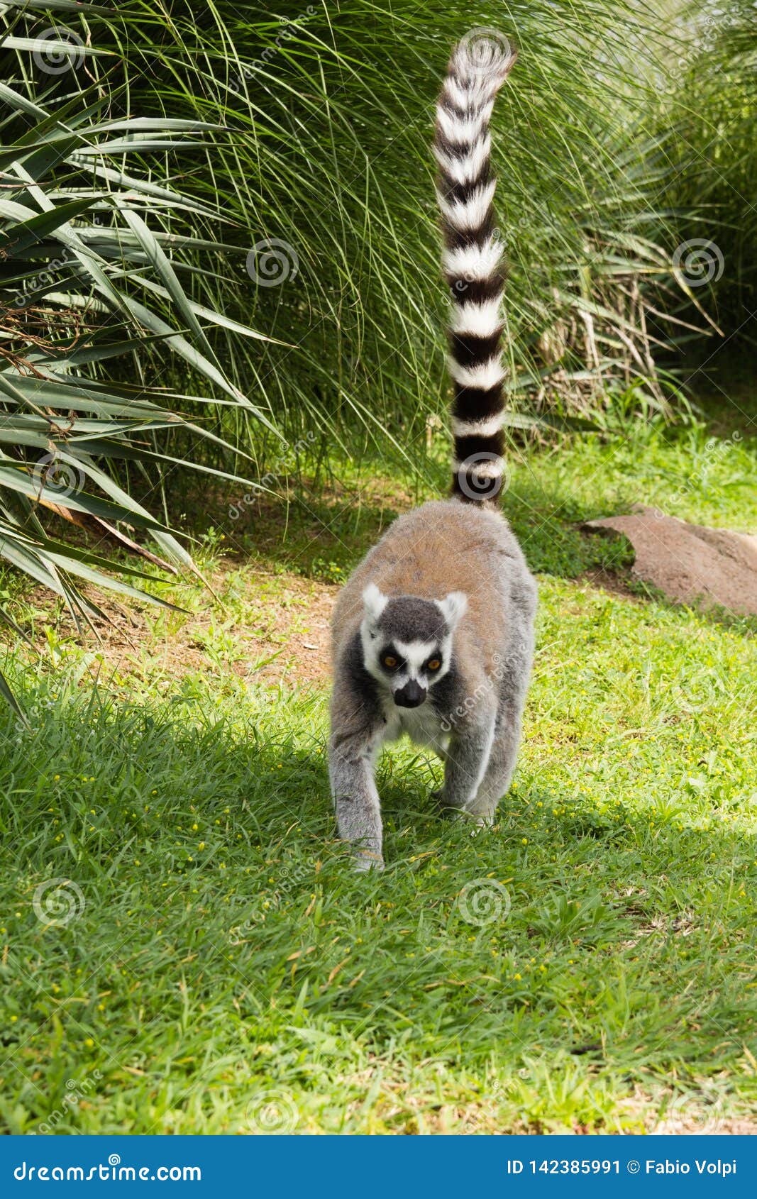 Lemur 5 stock image. Image of primate, fauna, wood, lemuriformes ...