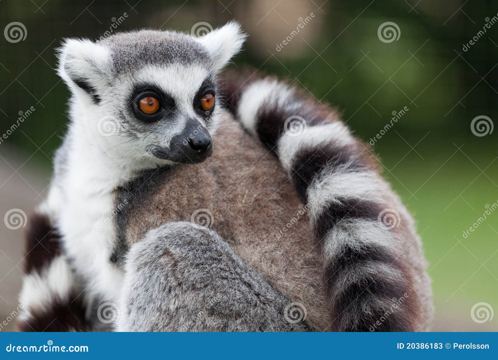 Lemur portrait stock image. Image of eyes, long, ring - 20386183