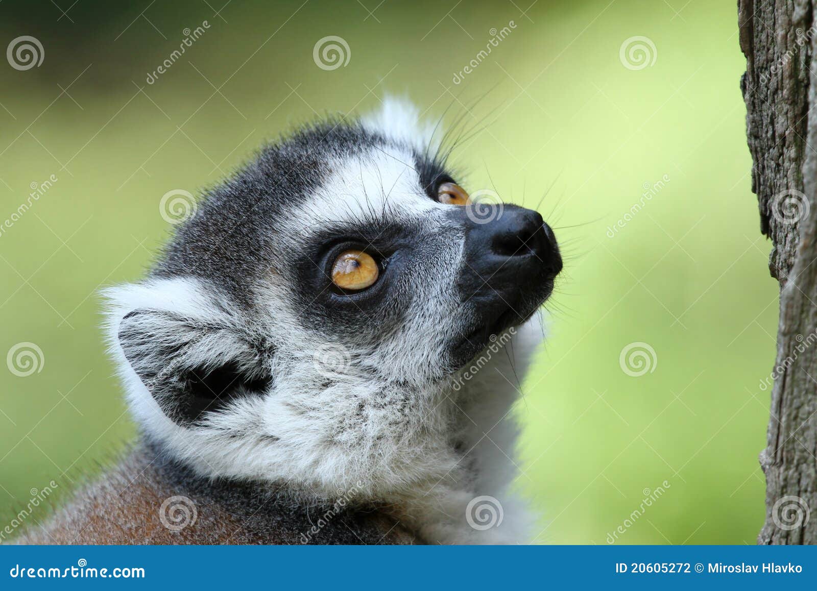 Lemur portrait stock photo. Image of darling, adorable - 20605272