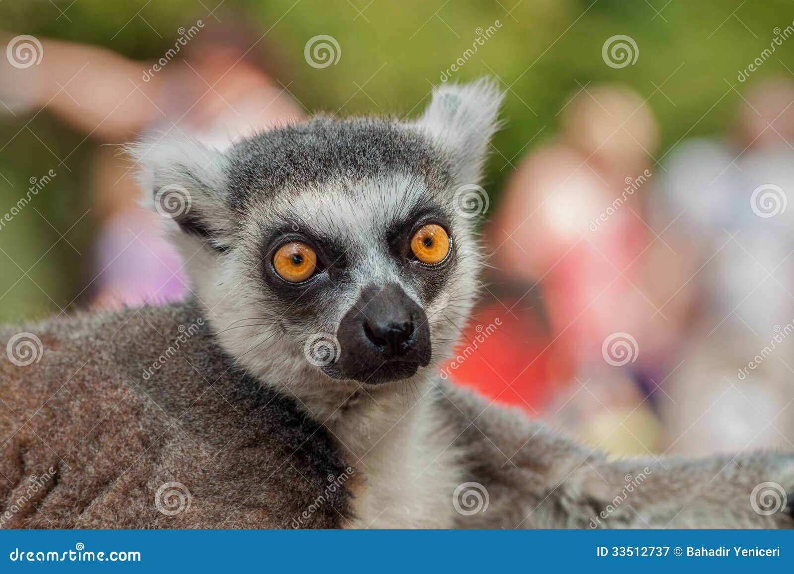 Lemur Portrait stock image. Image of tailed, animal, lemur - 33512737