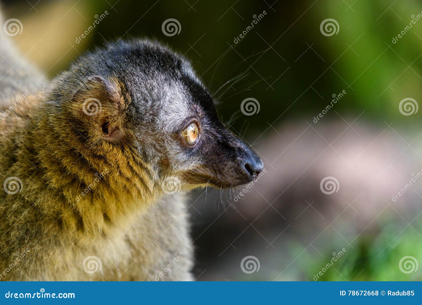 Lemur Portrait on Madagascar Stock Photo - Image of beauty, mammal ...