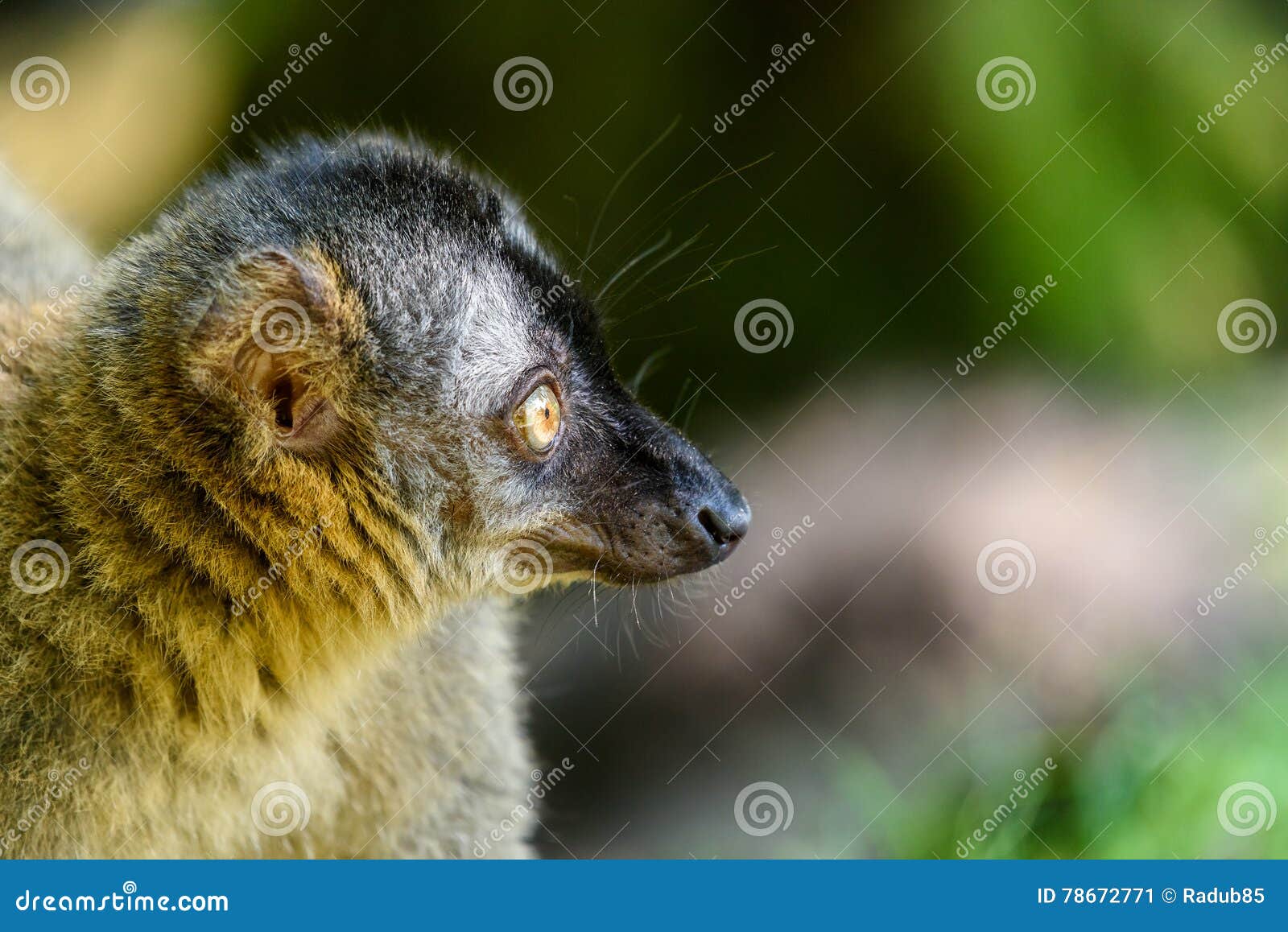 Lemur Portrait on Madagascar Stock Image - Image of endangered, nature ...