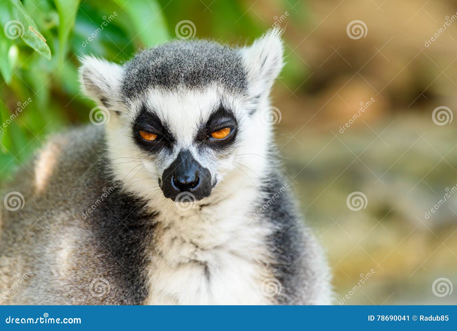 Lemur Portrait on Madagascar Stock Image - Image of mammal, national ...