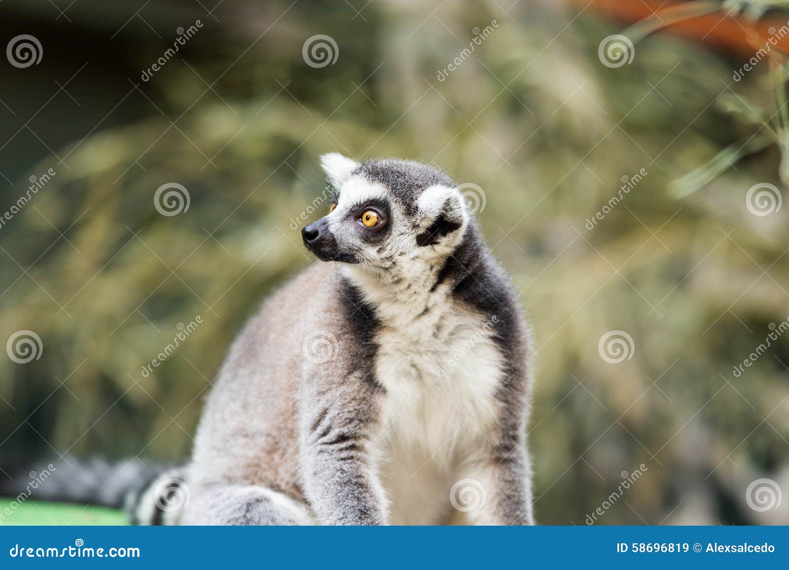 Lemur stock image. Image of lemurs, cute, madagascar - 58696819