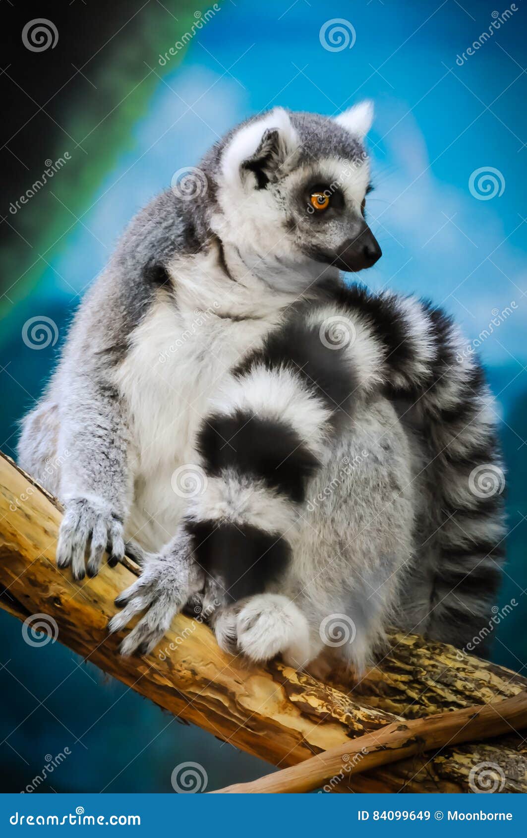 Lemur stock image. Image of gray, endangered, tail, madagascar - 84099649