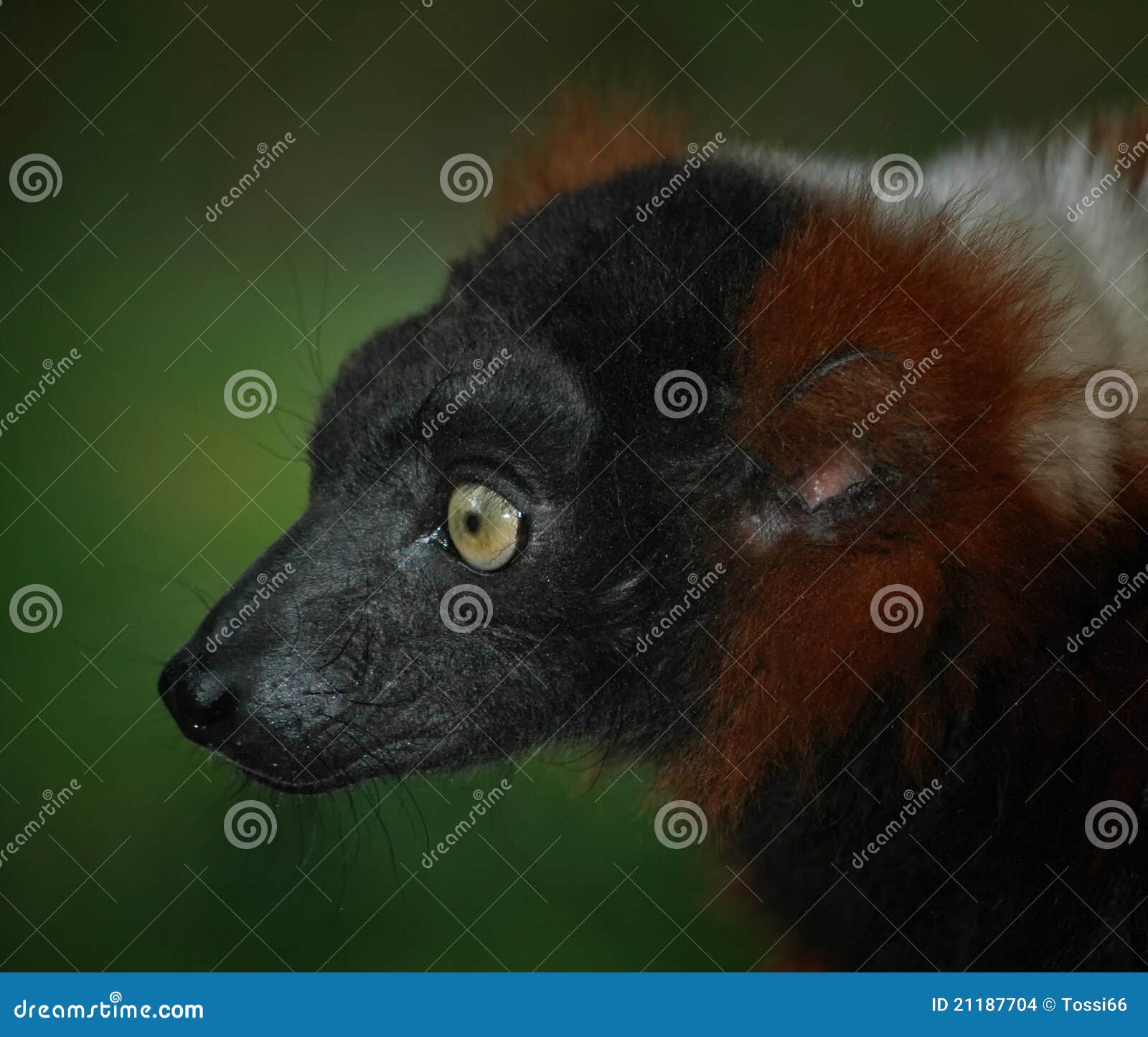 Lemur - red vari stock photo. Image of close, mammal - 21187704