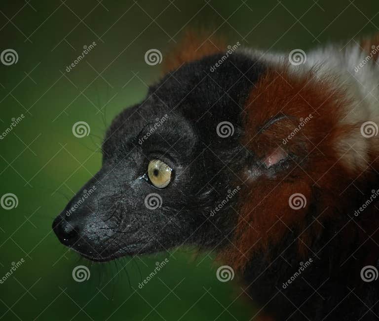 Lemur - red vari stock photo. Image of close, mammal - 21187704