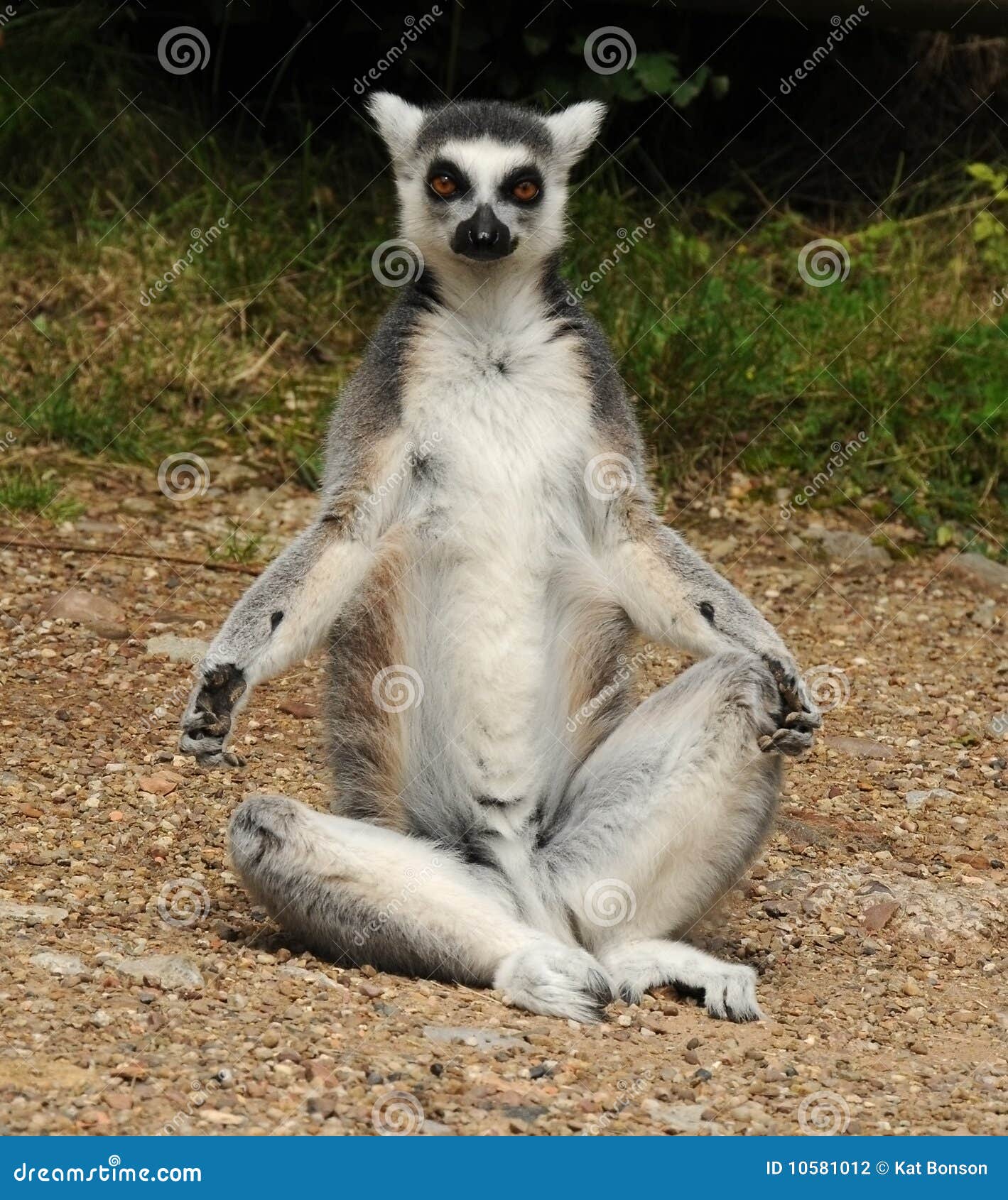 Lemur relaxing in the sun stock photo. Image of monkey - 10581012