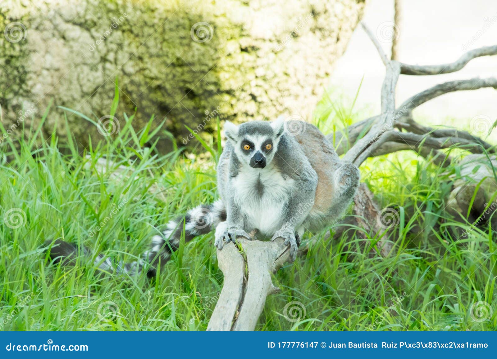 Lemur Resting on Tree Branch Stock Image - Image of animal, resting ...