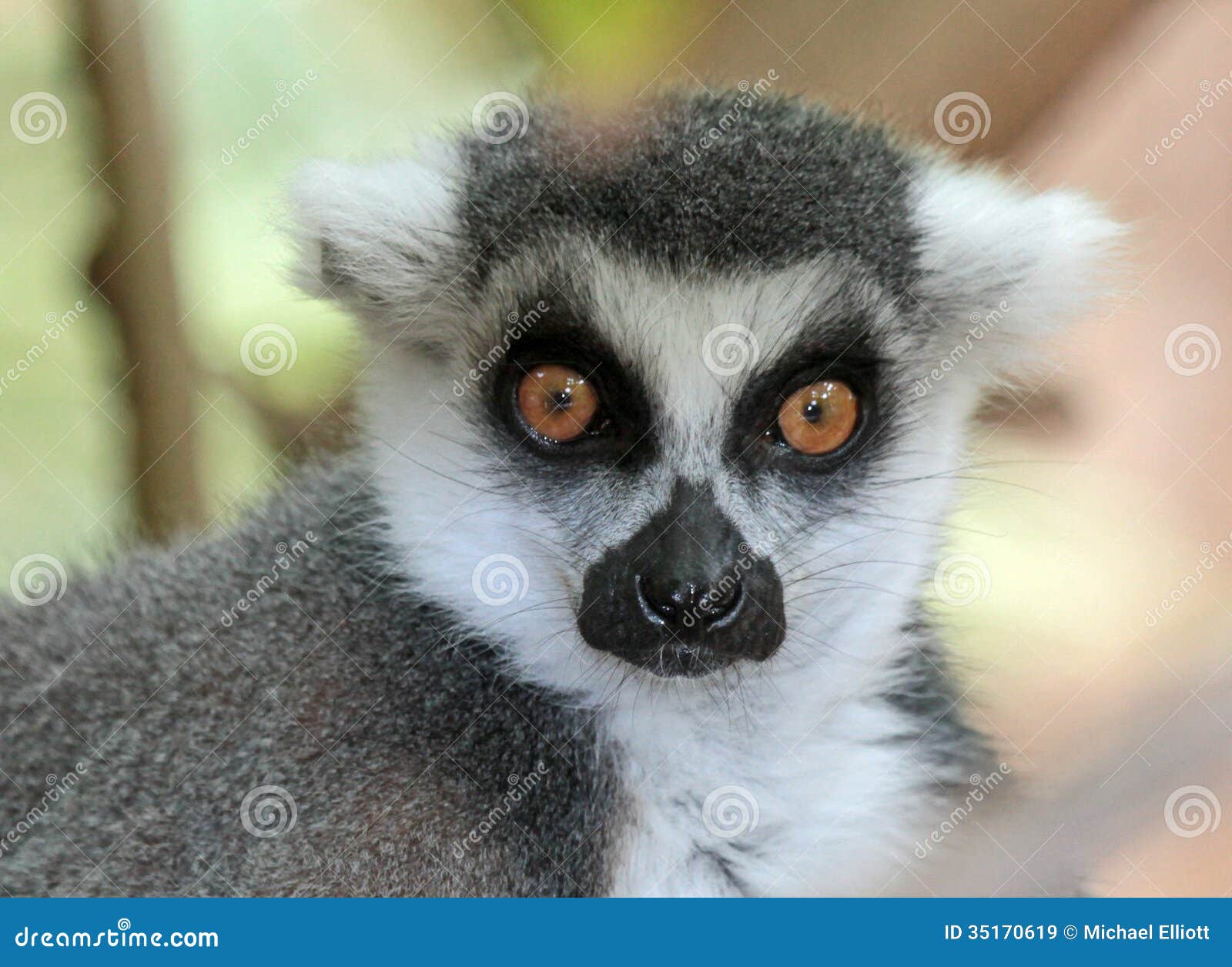 Lemur stock image. Image of details, claws, cute, lemurs - 35170619