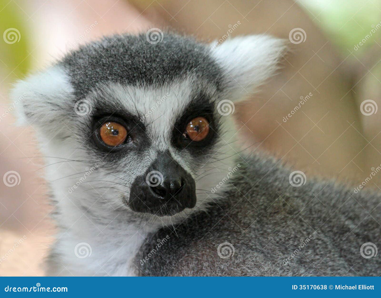 Lemur stock photo. Image of eyes, grey, animal, claws - 35170638