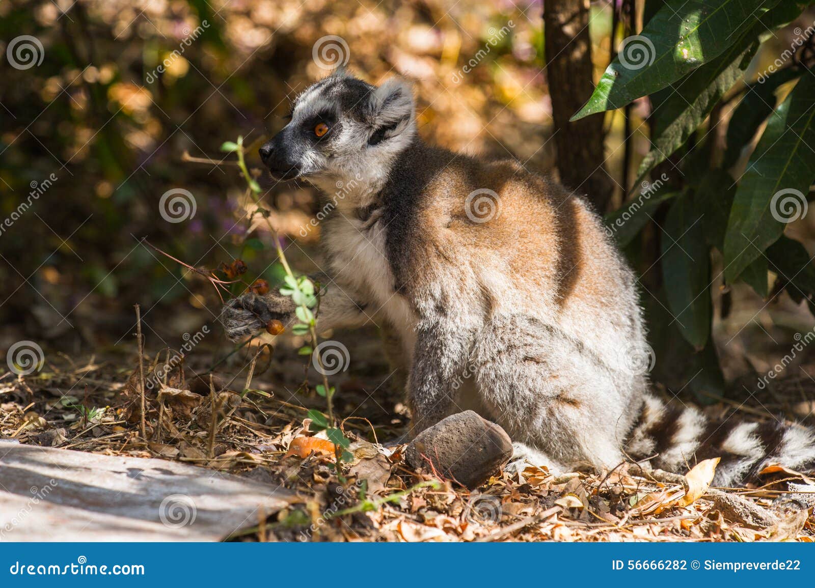 Lemur stock photo. Image of looking, pretty, mouth, fluffy - 56666282