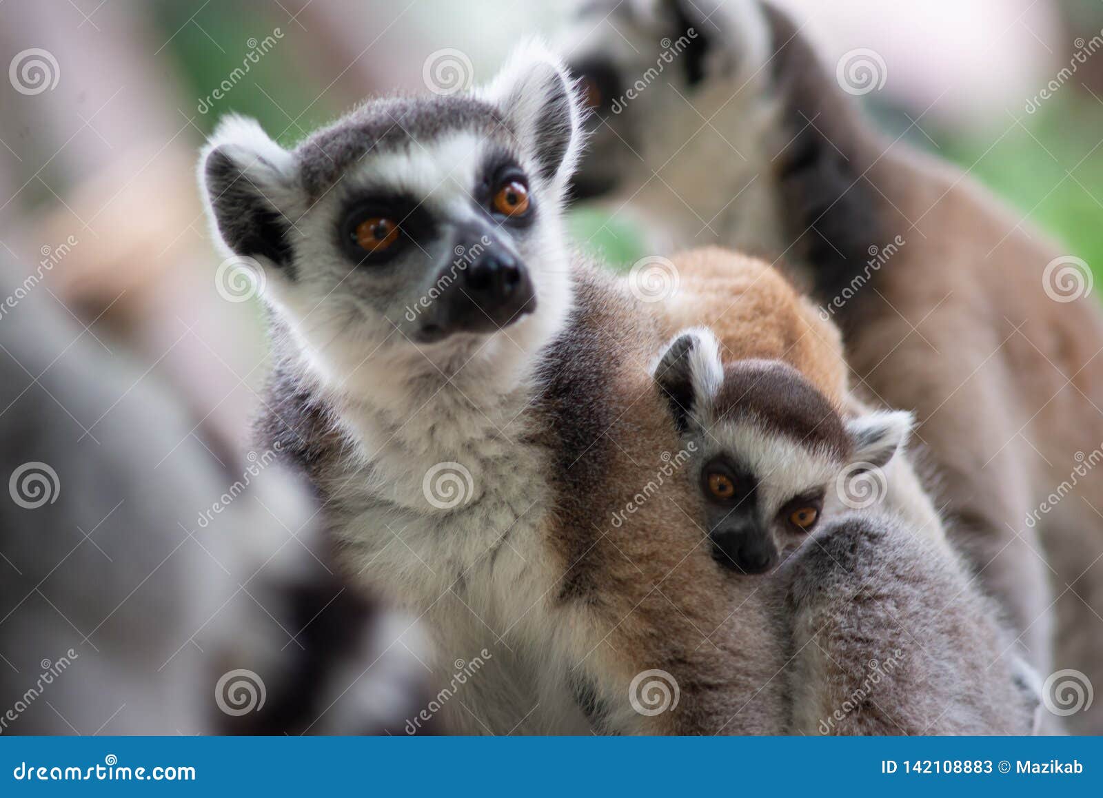 Lemur stock image. Image of endemic, africa, mammals - 142108883