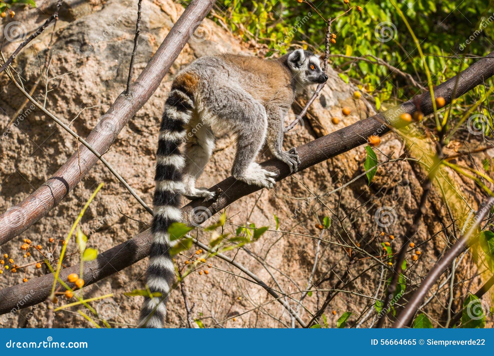 Lemur stock image. Image of beautiful, lovely, cute, pretty - 56664665