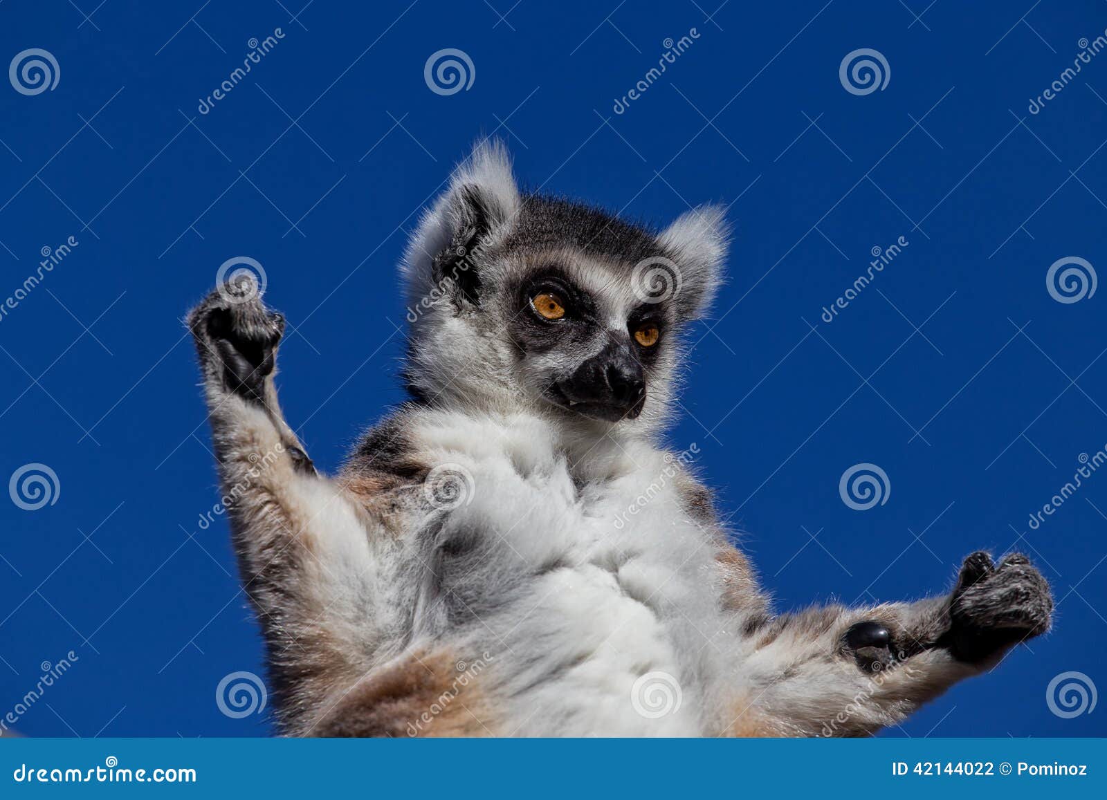 Lemur With Comical Look Of Surprise Stock Photo | CartoonDealer.com ...