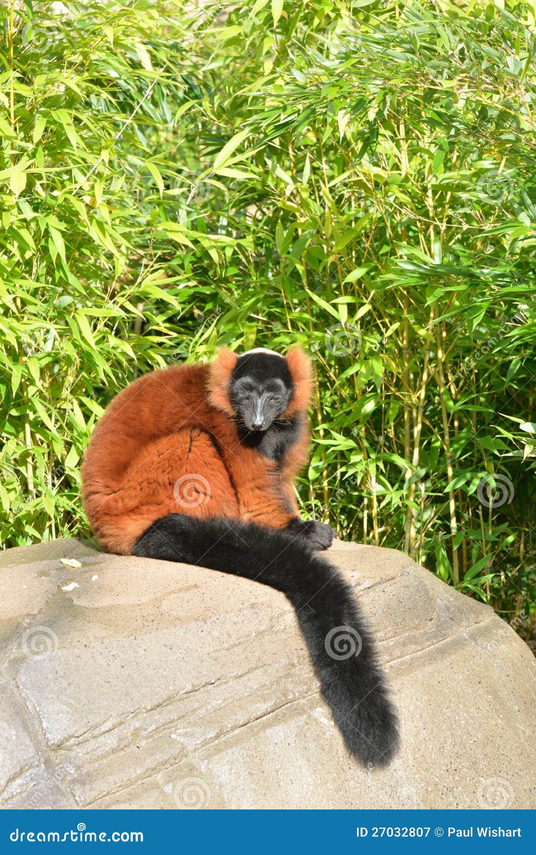 Lemur rojo imagen de archivo. Imagen de endangered, madagascar - 27032807