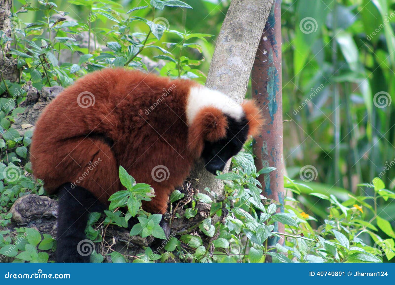 Lemur rojo imagen de archivo. Imagen de piernas, lemures - 40740891
