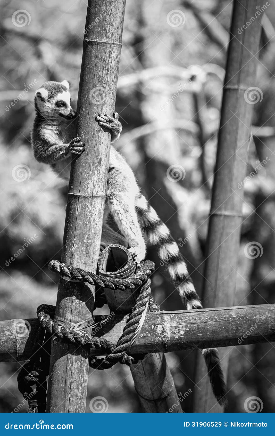 A lemur s climb stock image. Image of grip, bamboo, black - 31906529