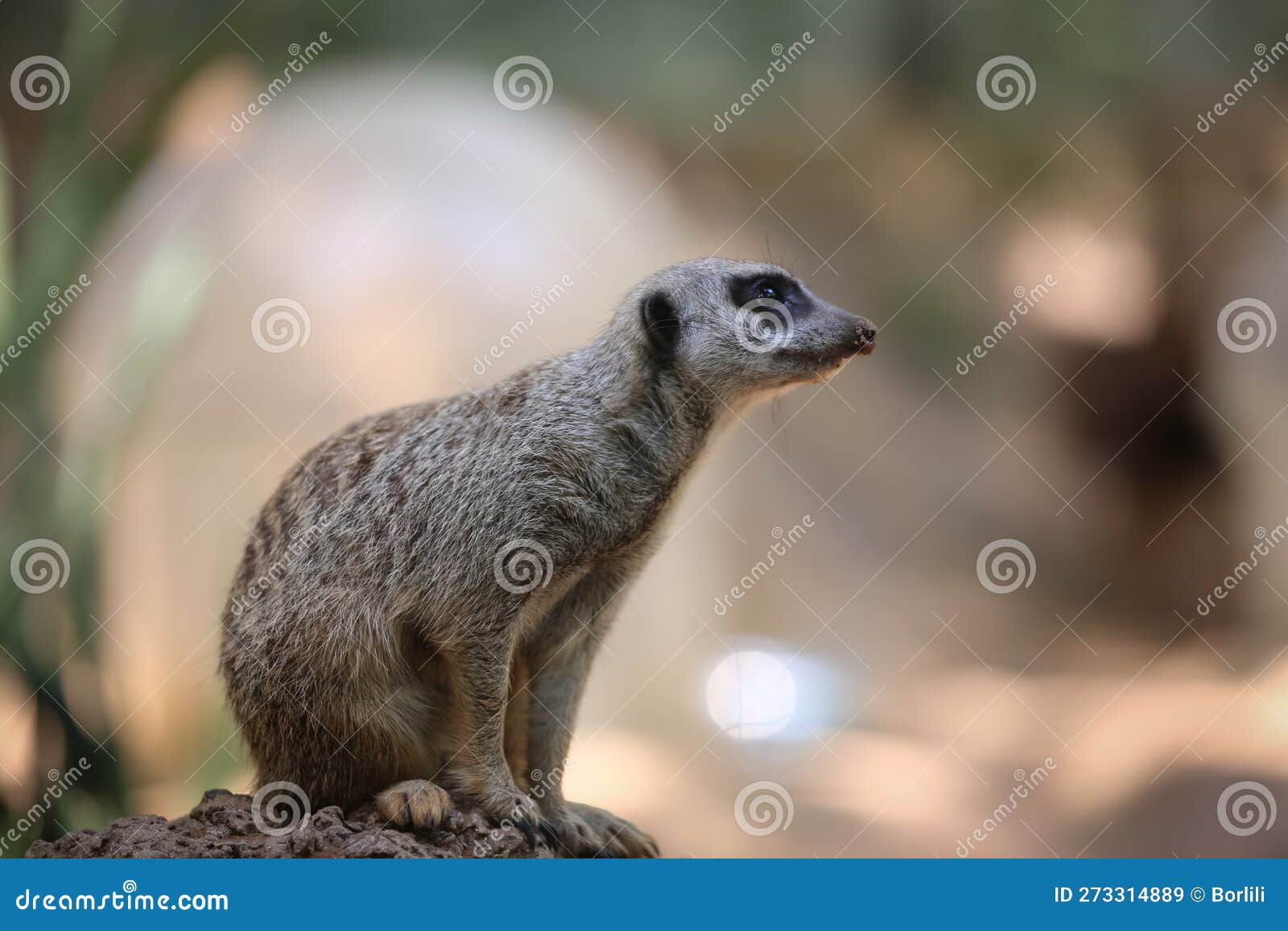 Lemur at Safari Ramat Gan, Israel Stock Image - Image of elephant ...