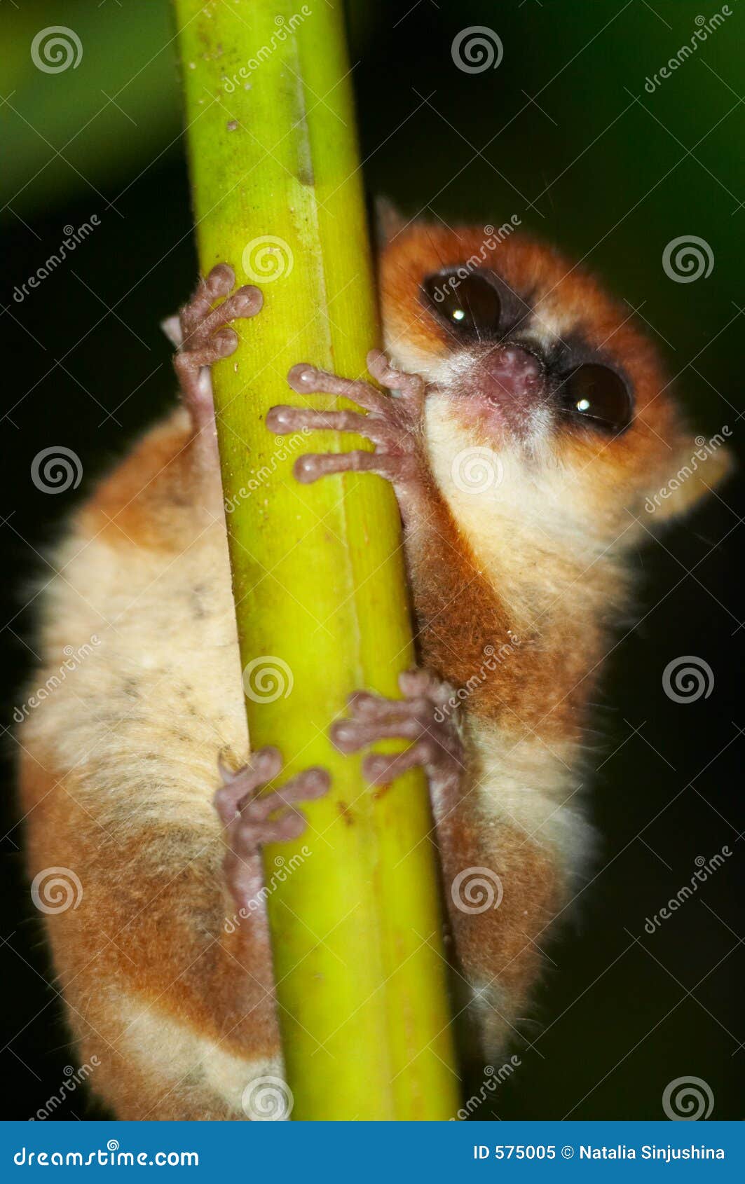 Lemur salvaje del ratón imagen de archivo. Imagen de dedos - 575005