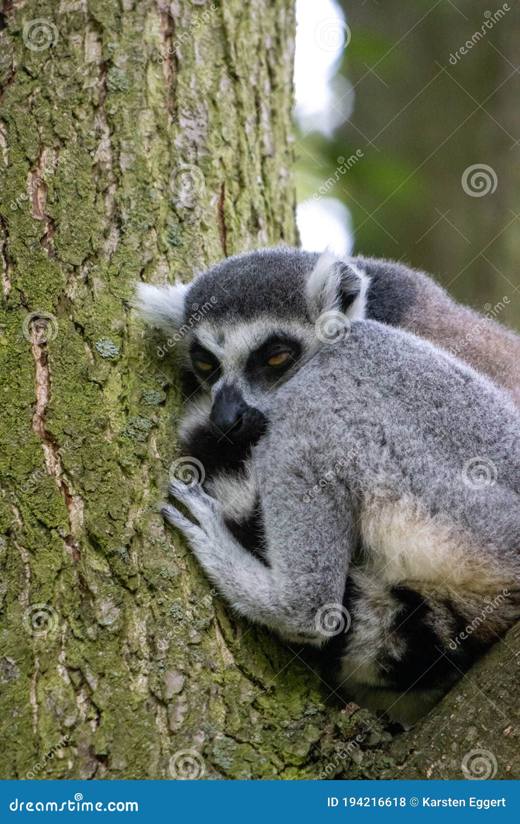 Lemur Sits on a Branch in a Tree Stock Photo - Image of black ...
