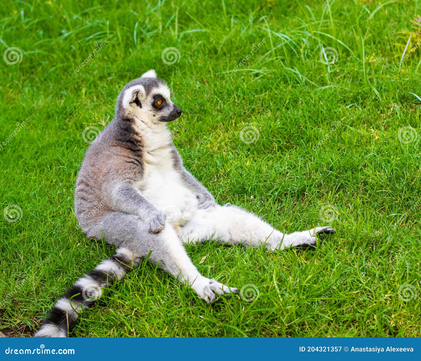Lemur Sits on the Grass. Pet Rests Stock Image - Image of madagascan ...