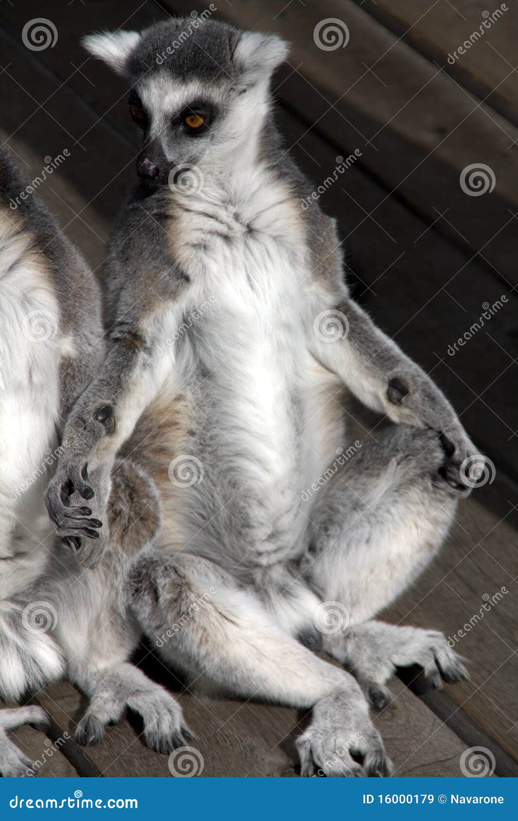 Lemur sitting stock image. Image of detail, lemur, detailed - 16000179