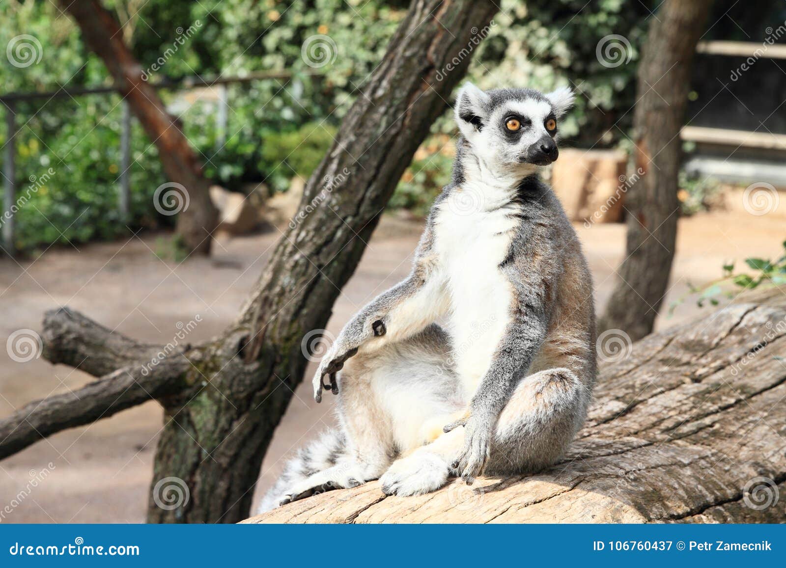 Lemur sitting on trunk stock image. Image of rest, cute - 106760437
