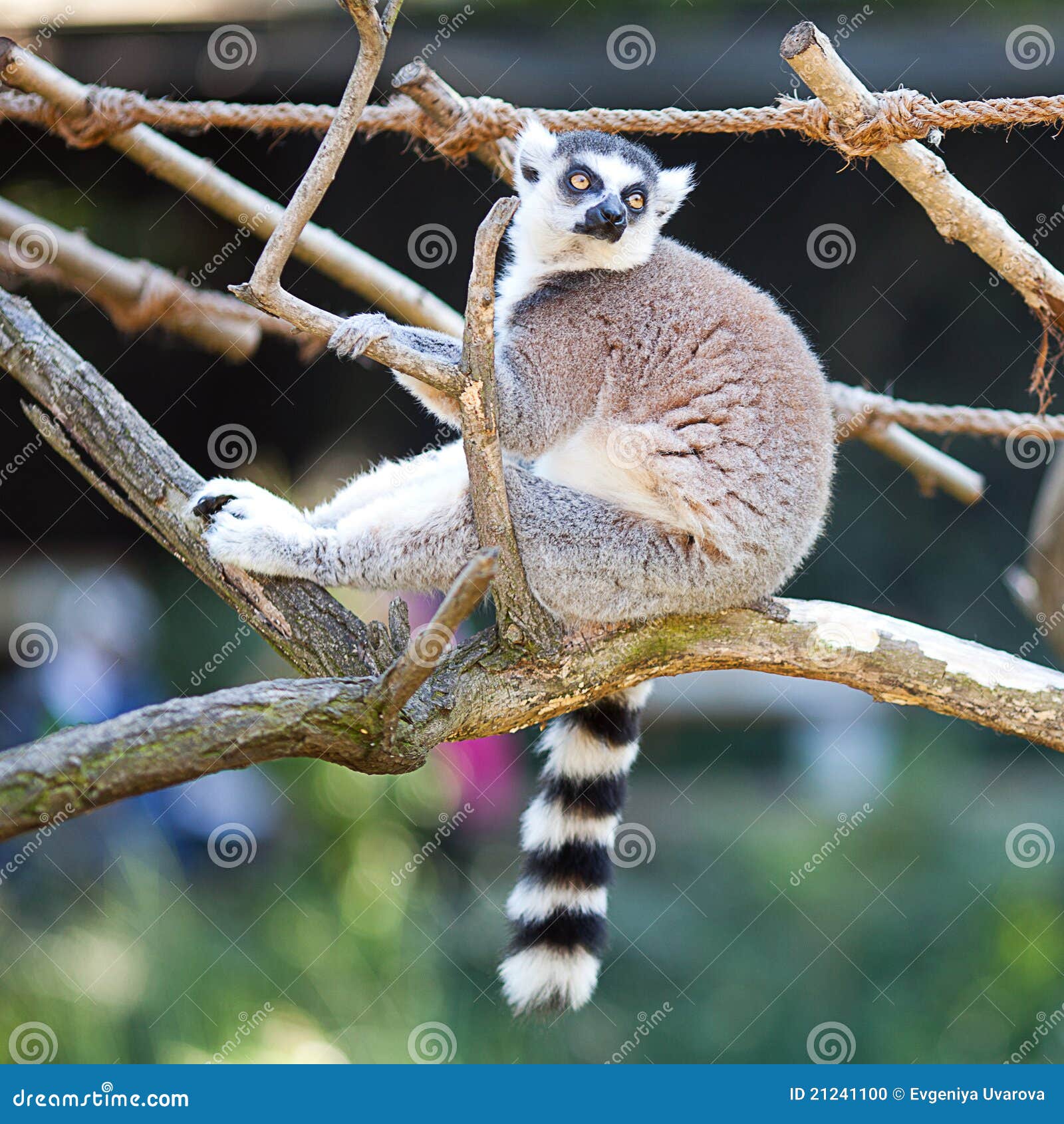 Lemur Sitting on the Branches Stock Photo - Image of animal, alert ...